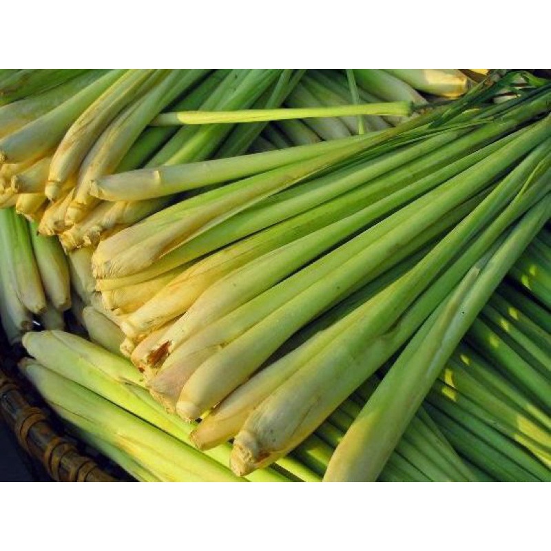 10 Batang Serai | Serai peha ayam🌿 Benih Serai kampung fresh gemuk ...
