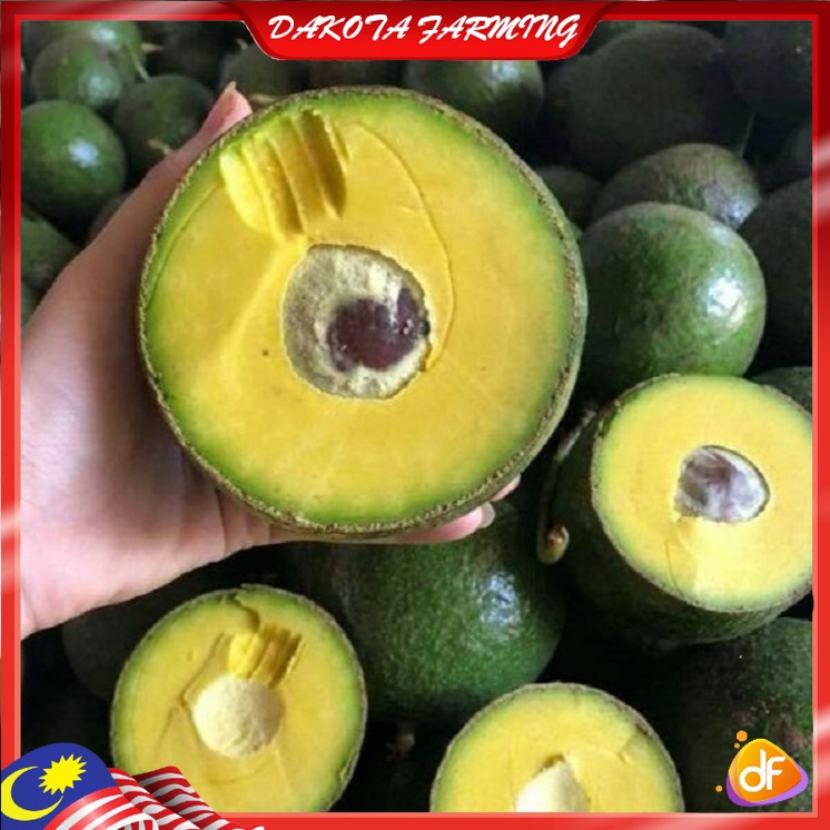 Anak Pokok Avocado Booth 7 Pokok Kahwin Import Dari Thailand | Shopee ...