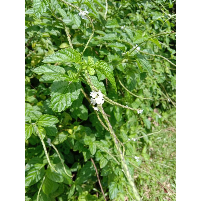 Pokok Herba Jolok Cacing/Pokok Ekor Ular | Shopee Malaysia