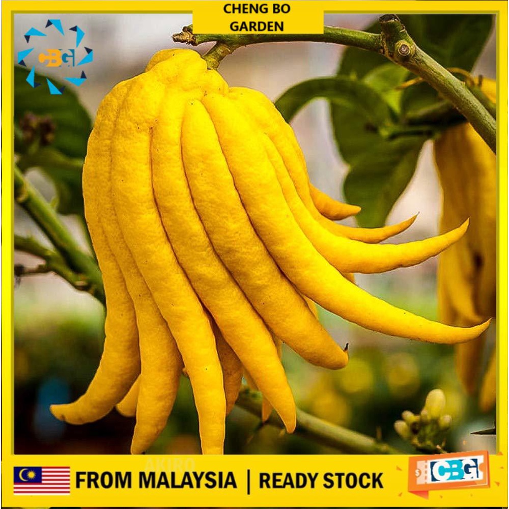 Anak Pokok Limau Jari Hantu Limau Tangan Buddha Kuku Harimau Cepat ...