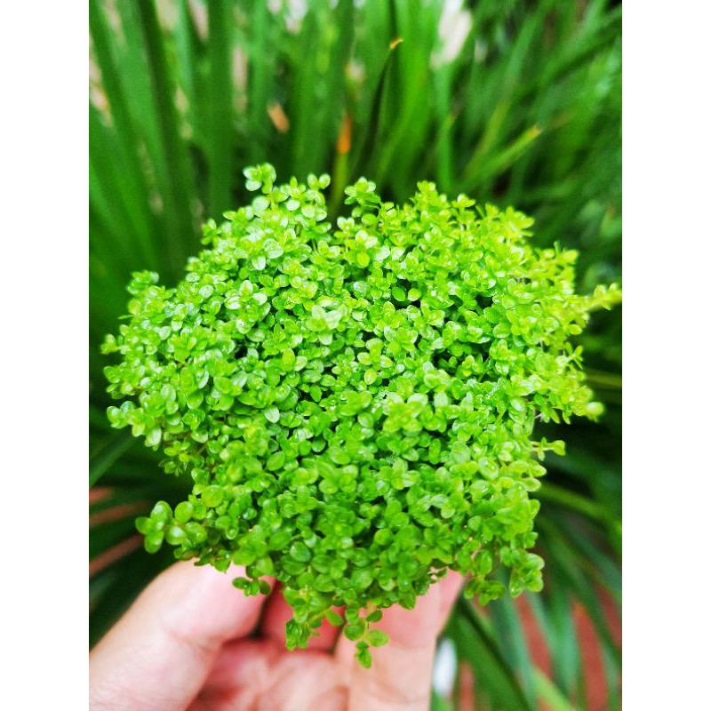 HEMIANTHUS CALLITRICHOIDES / HC / Cuba Aquarium Carpet plant. | Shopee ...