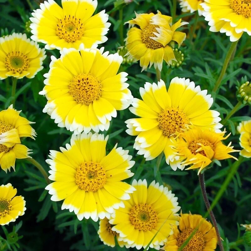 #Layia platyglossa flower seeds 30pcs#Biji benih bunga Layia ...