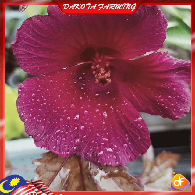 Anak Pokok Bunga Raya Cranberry | Shopee Malaysia