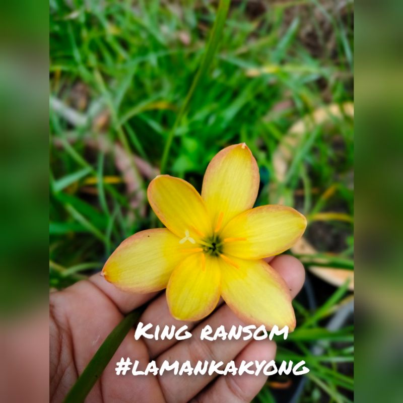 bunga rain lily I'd king ransom(2bulb) | Shopee Malaysia