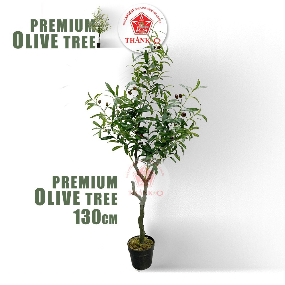 Home Decor Pokok Viral - Premium Olive Tree & Eucalyptus Tree (READY ...