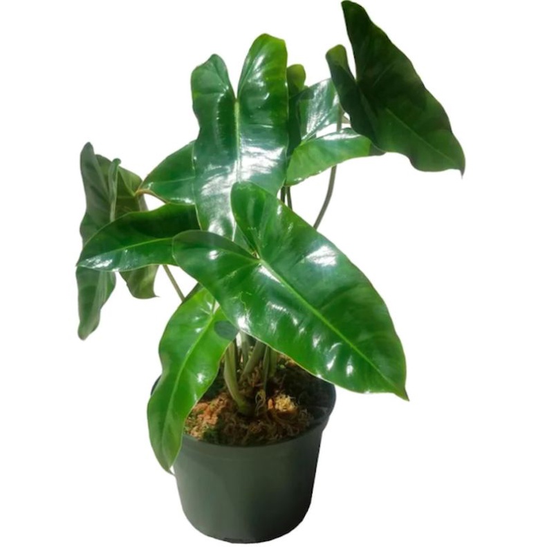 philodendron Hijau/Pokok bersaiz besar | Shopee Malaysia
