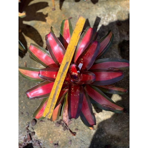Bromeliad Neo Primento | Shopee Malaysia