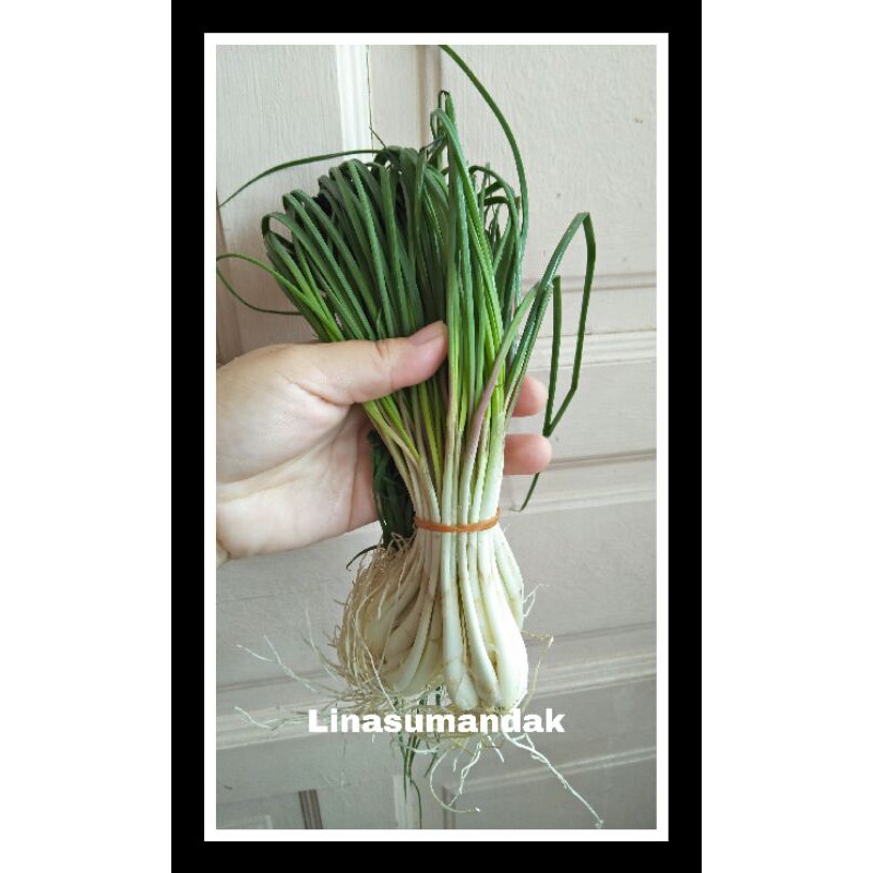 💥Ready stok 💥sayur losun/tomboutong* | Shopee Malaysia
