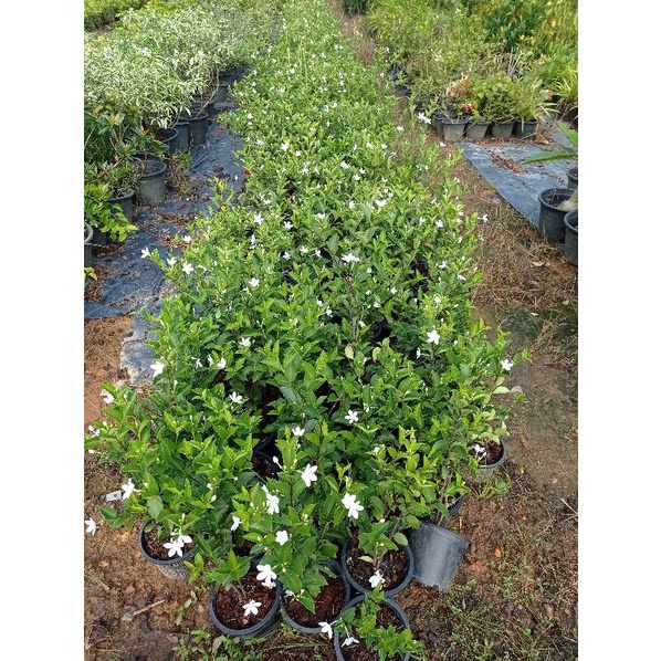 Pokok Bunga Jasmine (Pokok Tinggi) | Shopee Malaysia