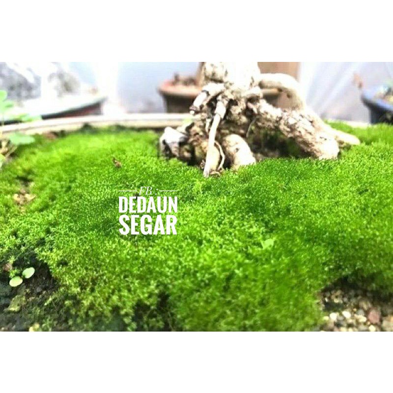 Moss / Lumut Hidup Perhiasan ( 15cm x 10cm ) | Shopee Malaysia