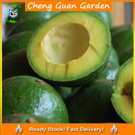 Anak Pokok Avocado Booth 7 Booth7 Avocado Booth Seven Pokok Kahwin ...