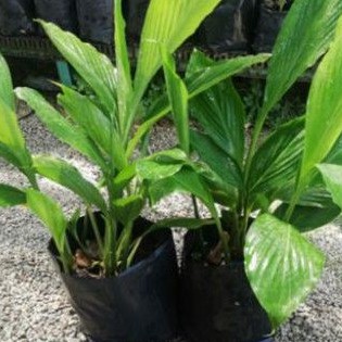 Benih pokok pijat/Pokok cemomok | Shopee Malaysia