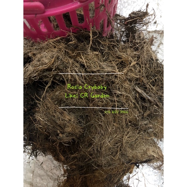 500G Serabut Kelapa Sawit 500克油棕纤维 500G Oil Palm Fiber | Shopee Malaysia