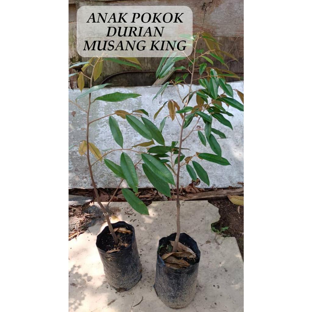 Anak Pokok Durian (Untuk Ditanam) Musang King / Tupai King / Duri Hitam ...