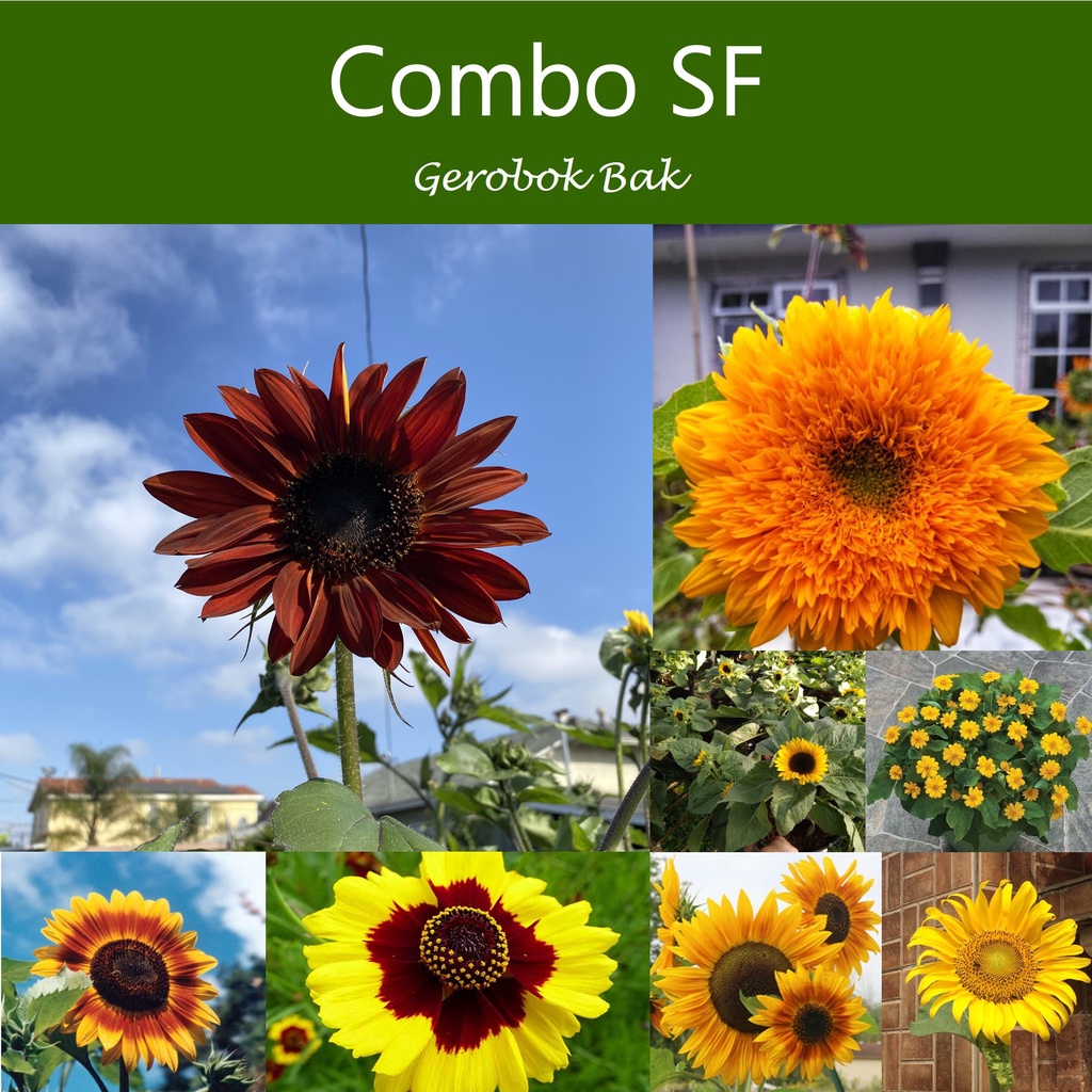 Combo 8 in 1 Sunflower 8 Variety 40 Seeds Bunga Matahari Pelbagai ID 40 ...