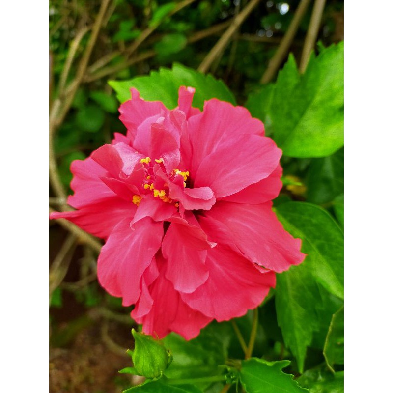 3 keratan pokok bunga raya susun.( bertingkat) | Shopee Malaysia