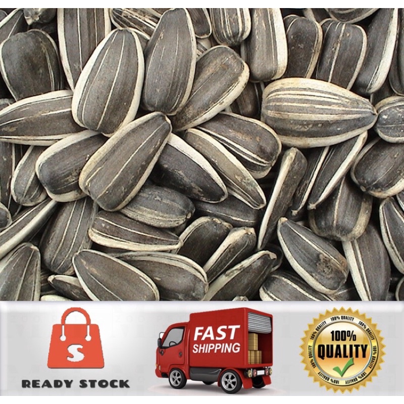 (REPACK) SUNFLOWER SEED / KUACI / BIJI MATAHARI (MAKANAN HAMSTER ...