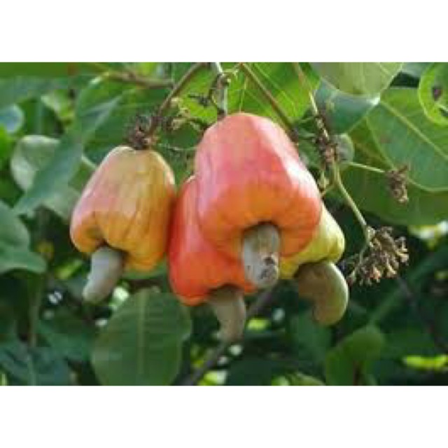 Gajus / pokok gajus / pokok ketereh / pucuk ketereh / ulam ketereh ...