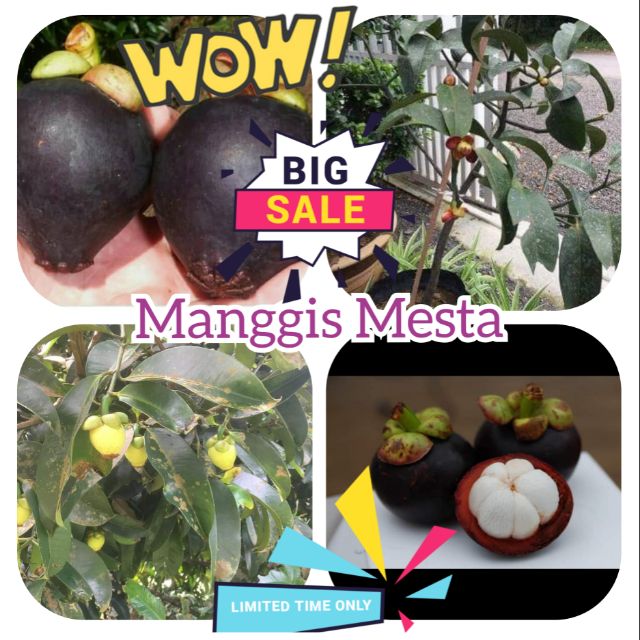 🔥SUPER SALES🔥🌳ANAK POKOK MANGGIS MESTA🌳 | Shopee Malaysia