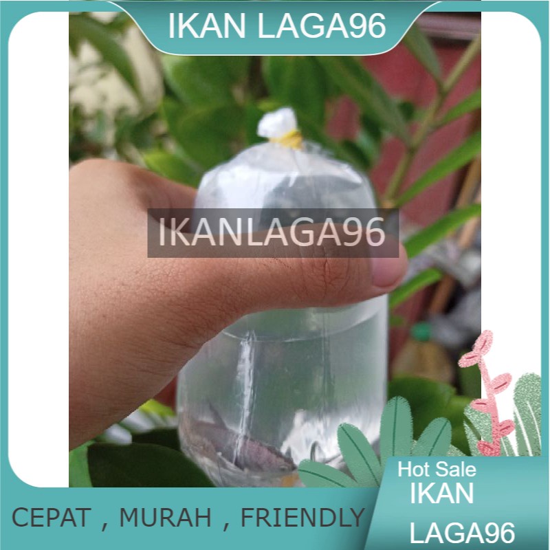 PLASTIK PE 6.0 X 12 PLASTIK PACKING IKAN LAGA Halfmon besar, Pos Betta ...
