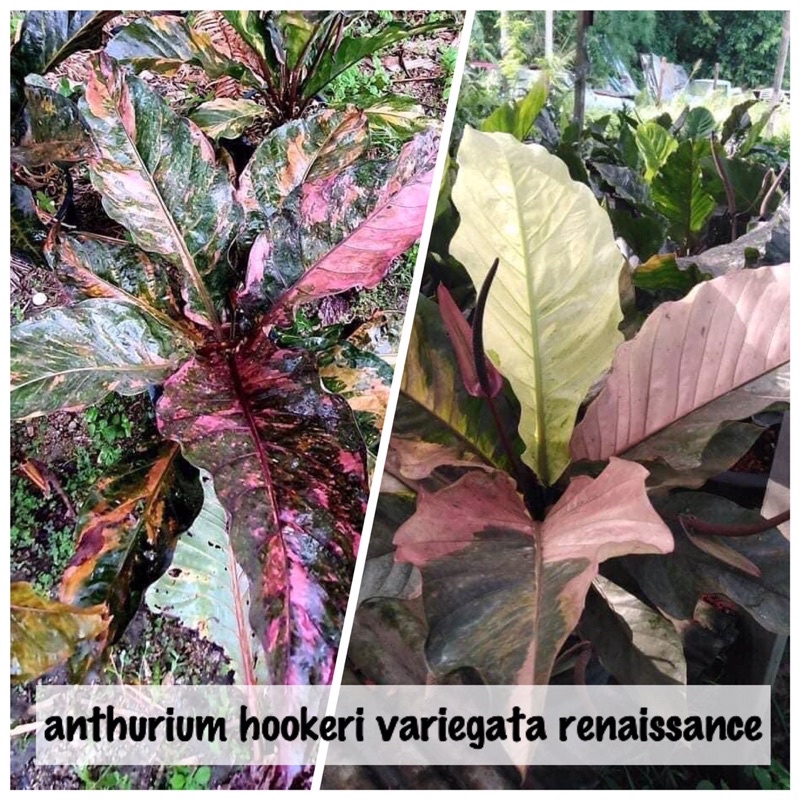 Pokok anthurium hookeri variegata renaissance | Shopee Malaysia