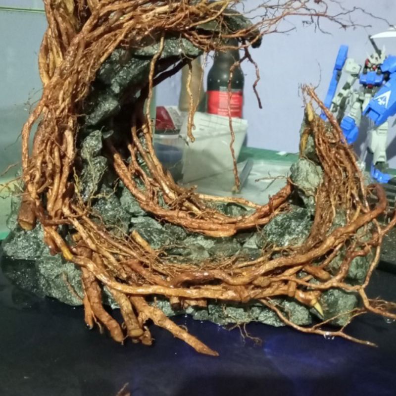 aquascape root akar pokok senduduk aquascape | Shopee Malaysia