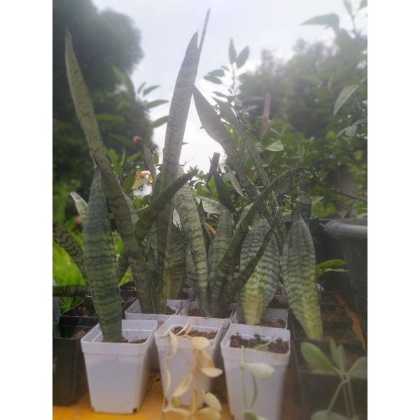 Baby Plants Snake Plant (with pot) | Shopee Malaysia
