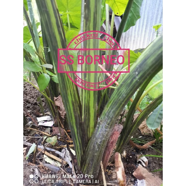 BENIH POKOK KELADI BELANG UNGGU /KELADI PULUT BORNEO ISI KUNING RM 5 (1 ...