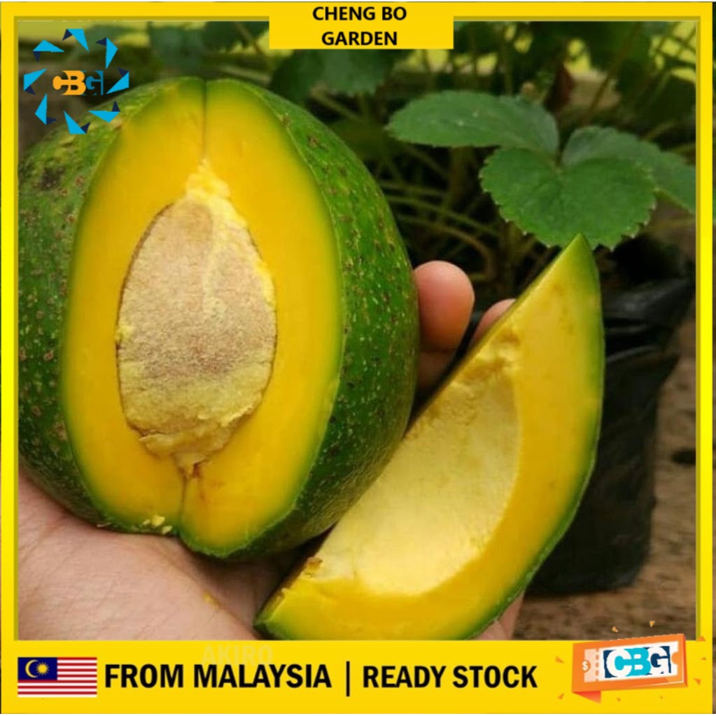 Anak Pokok Avocado Booth 8 Pokok Kawin Cepat Berbuah Import Dari ...