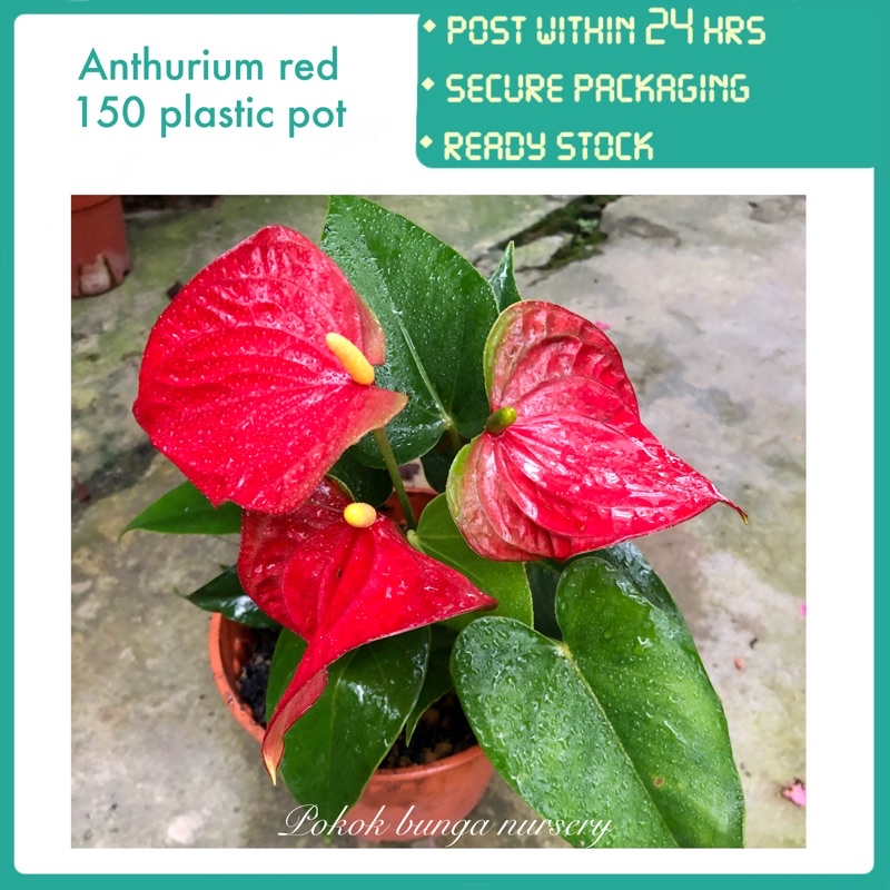 PBN - anthurium red in 150 plastic pot - berbunga lebat subur pokok ...
