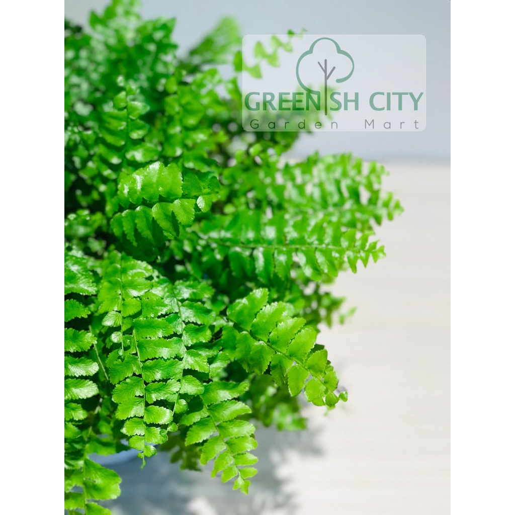 GNC - Sword Fern Boston Fern Live Plant Pokok Paku Pakis 波士頓腎蕨 | Shopee ...