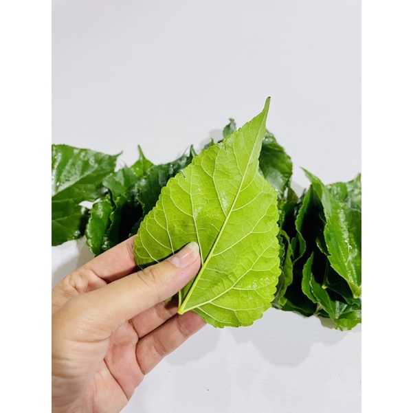 DAUN MULBERRY LEAF 50g | Shopee Malaysia