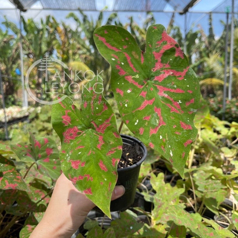 TKL - Caladium Poison Dart Frog / Selma / Caladium Selma Bicolor ...