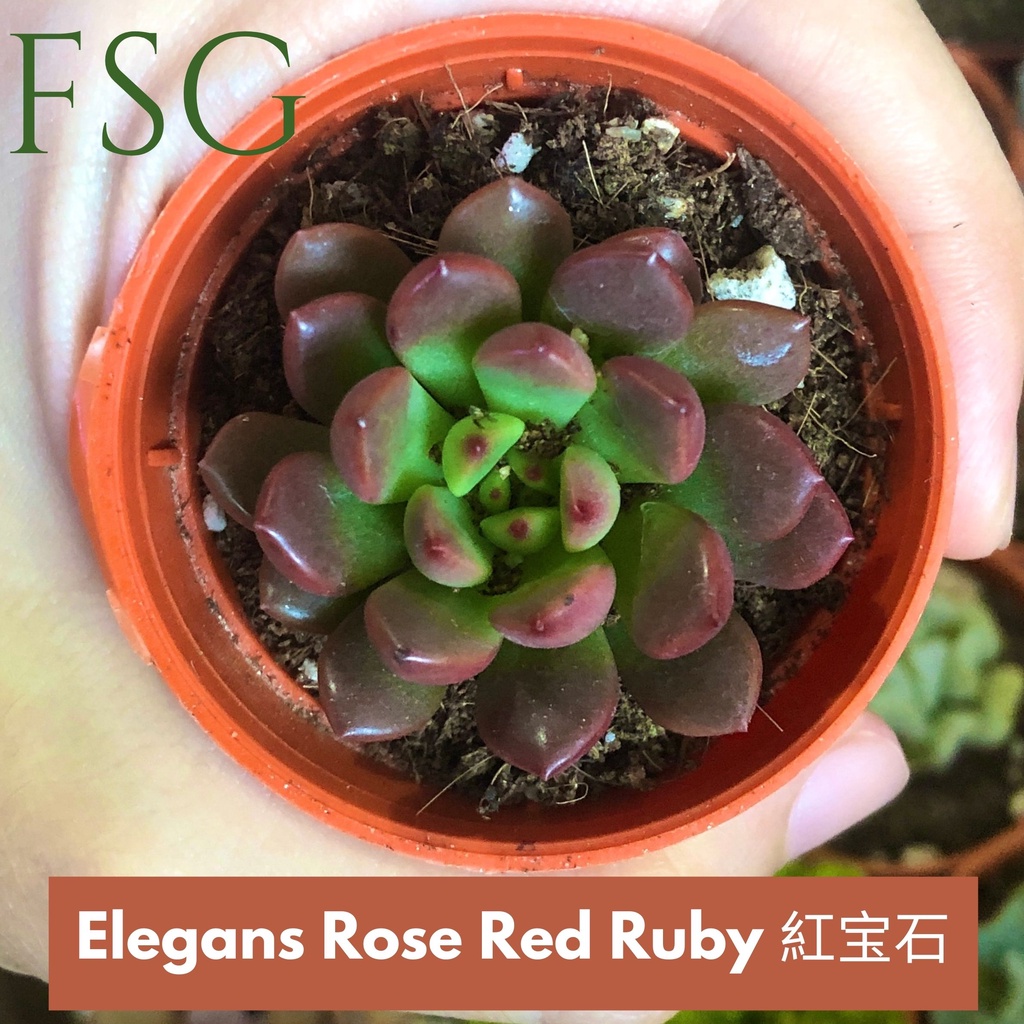 【𝗟𝗶𝗺𝗶𝘁𝗲𝗱 𝗦𝘁𝗼𝗰𝗸】Echeveria Elegans Rose Red Ruby 𝗖𝗮𝗺𝗲𝗿𝗼𝗻 𝗦𝘂𝗰𝗰𝘂𝗹𝗲𝗻𝘁𝘀 𝟱𝟱𝗺𝗺 ...