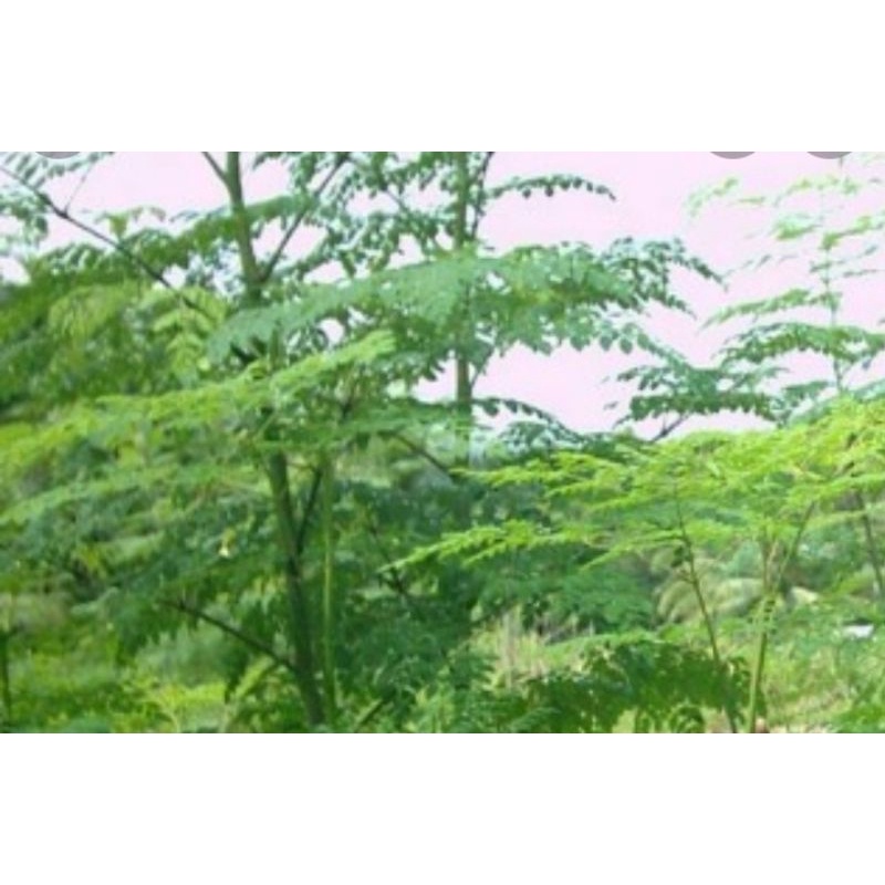 anak pokok moringa / pokok kelo | Shopee Malaysia