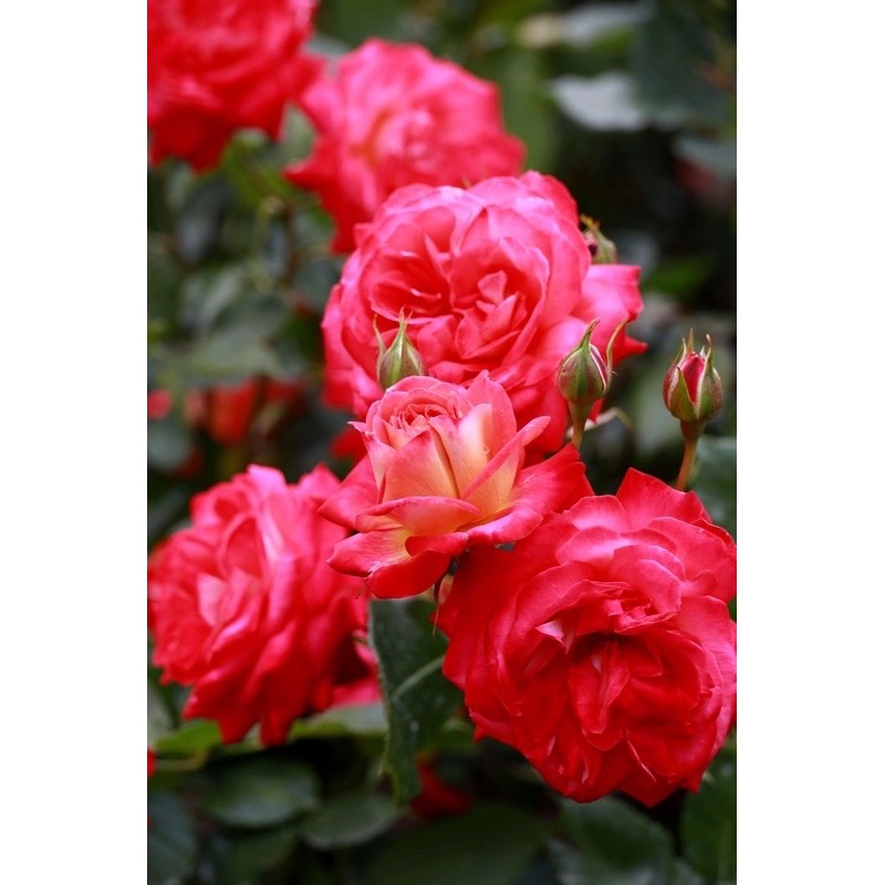 ROS THAI POLY SPECIAL TAHAN PANAS ID MIDSUMMER(dual tone) | Shopee Malaysia