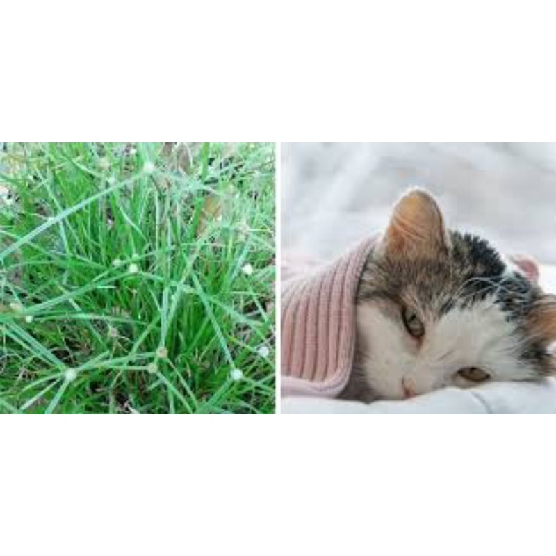 AIR DAUN PENDUL/RUMPUT HELIKOPTER UTK DEMAM/PARVO/SELSEMA - 35ML 100mL ...