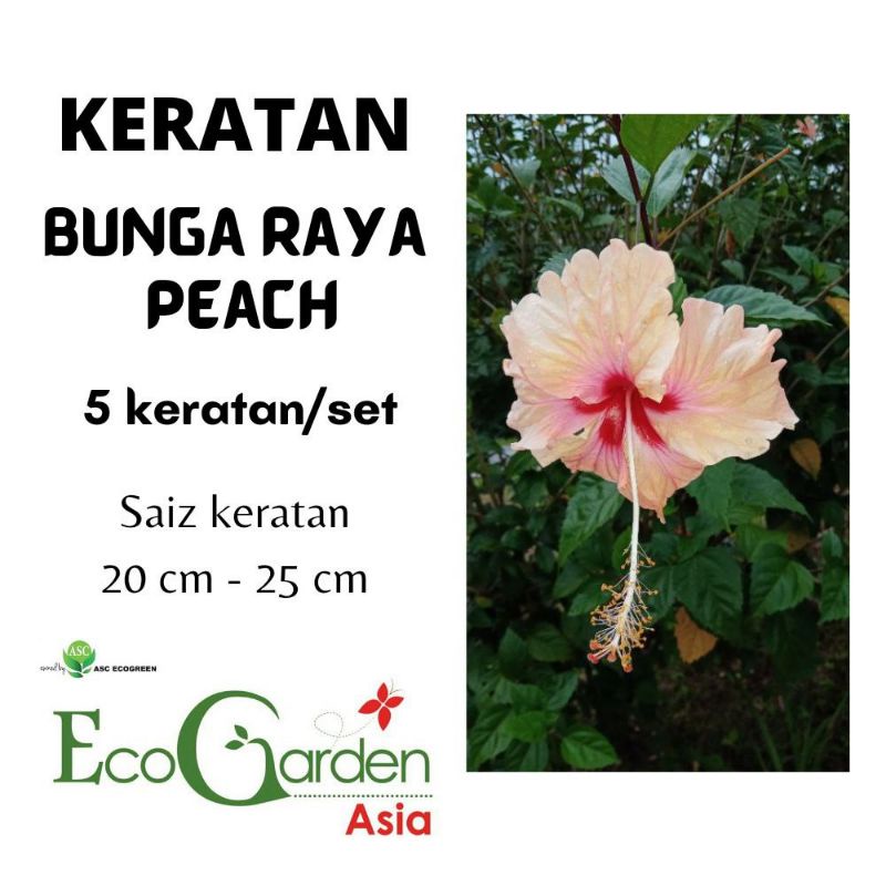 Keratan Pokok Bunga Raya Peach RM10 (5 keratan) Saiz Keratan : 20cm - 25cm panjang | Shopee Malaysia