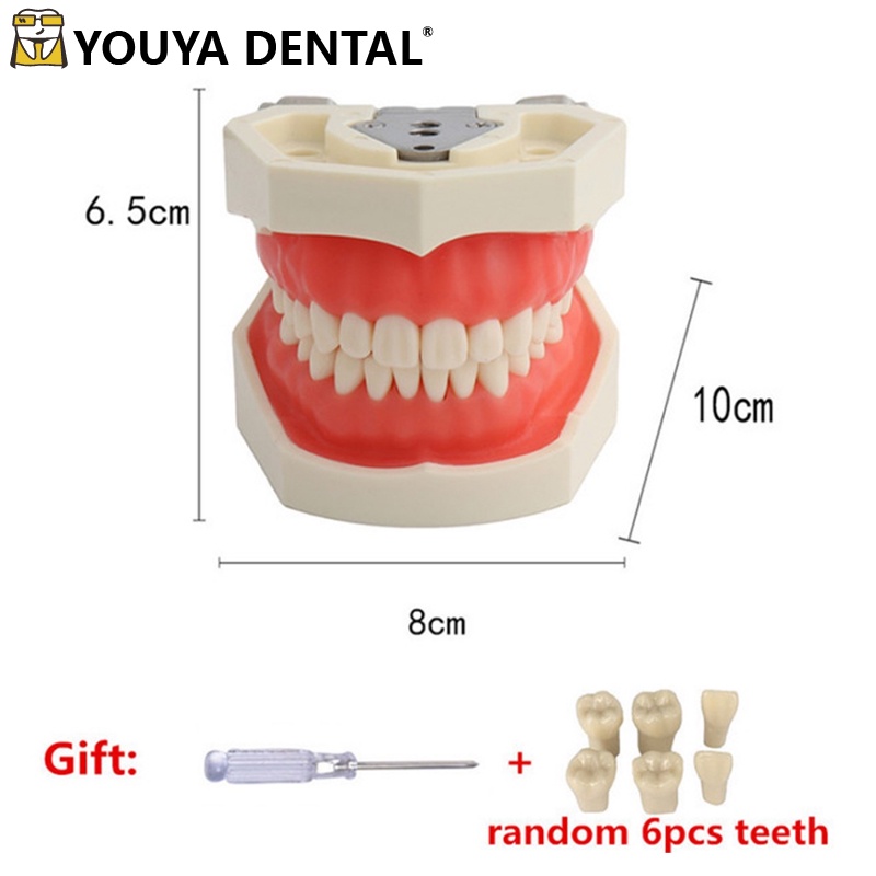 28/32 Teeth Model Adult Tooth Model With Gums Replaceable Teeth ...