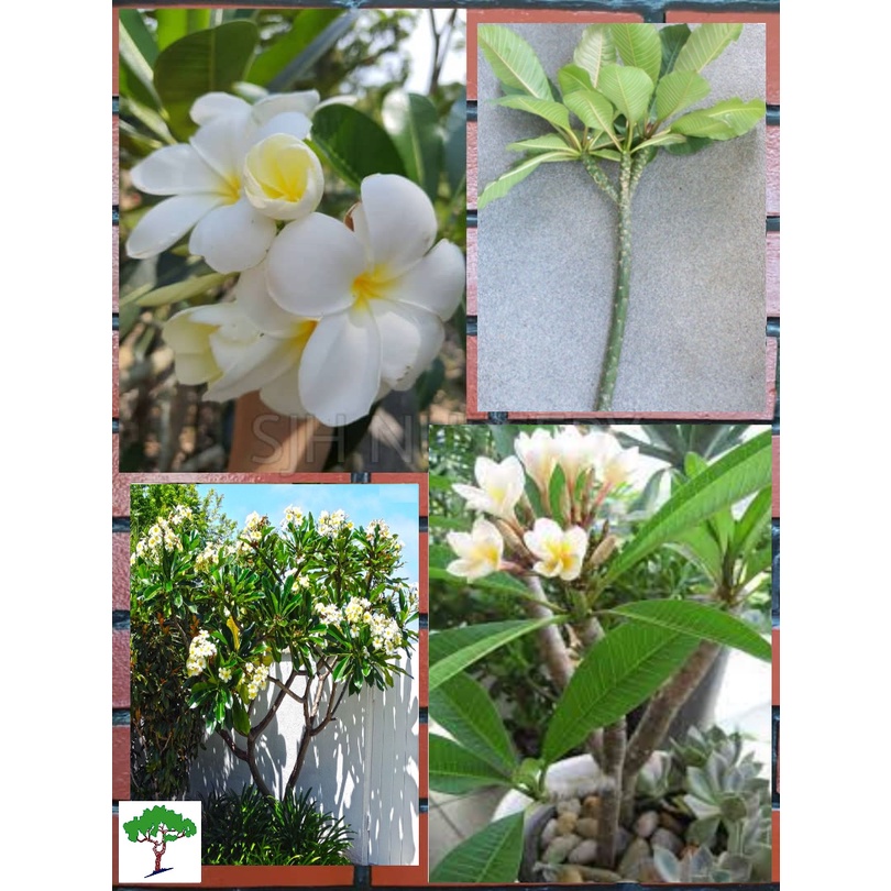 SJH - 1no Cutting Plumeria white/ Frangipani Plant Cutting / Kerantan ...