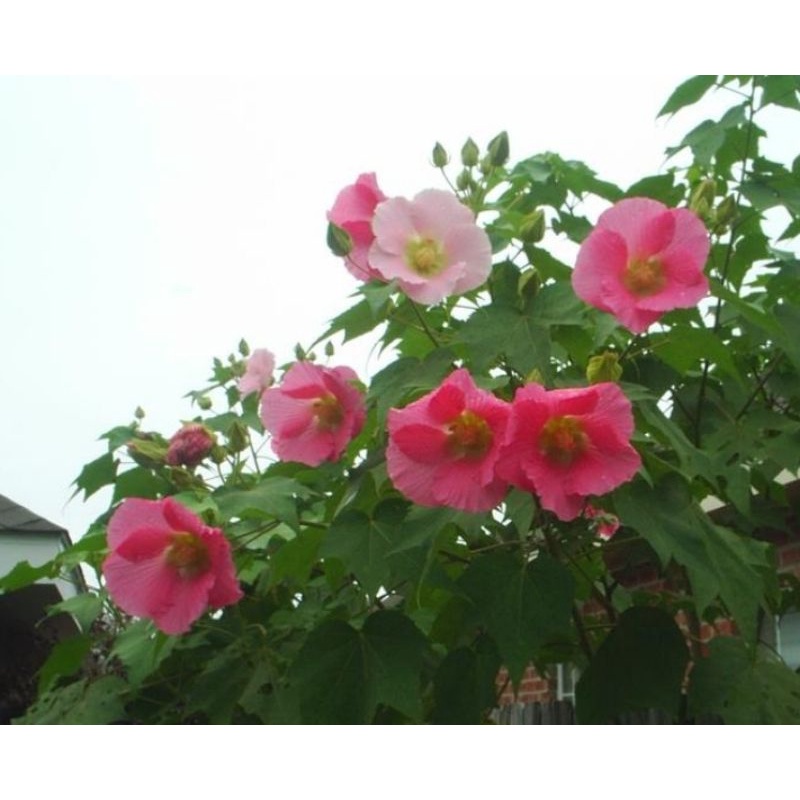 Part 4/6 : Pokok Bunga Raya Hibiscus Rose Of Sharon Lavender Chiffon ...