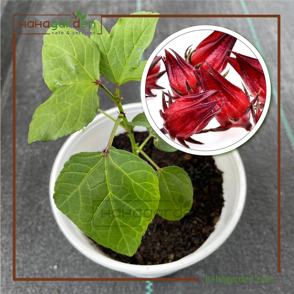Anak Pokok Roselle/ Roselle Plant/ Bunga Rozel (LIVE PLANT) | Shopee ...