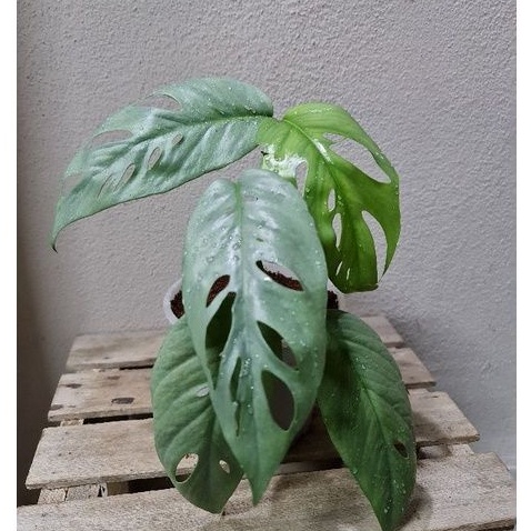 Epipremnum Pinnatum Cebu Blue & Aurea # Monstera Adansonii Narrow From ...