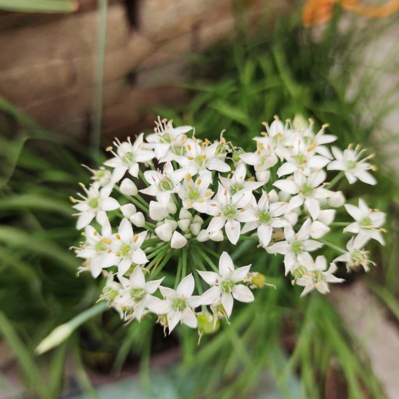 10 pcs biji benih kucai/Kuchai/ chives seed/benih sayur murah/benih ...