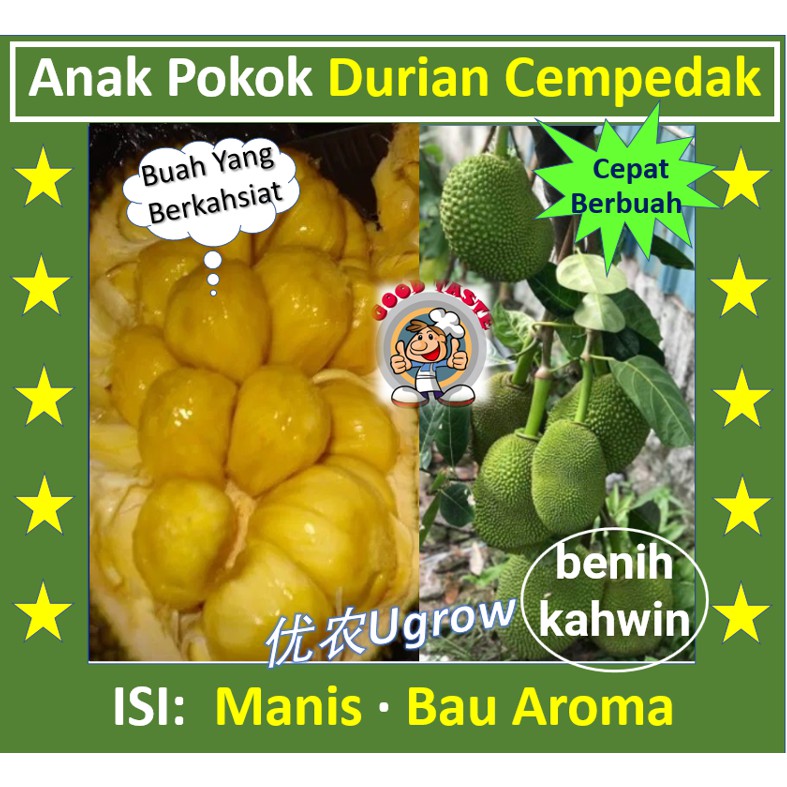 Anak Pokok Cempedak Durian 榴莲尖不叻 树苗 Sapling Durian Artocarpus integer ...