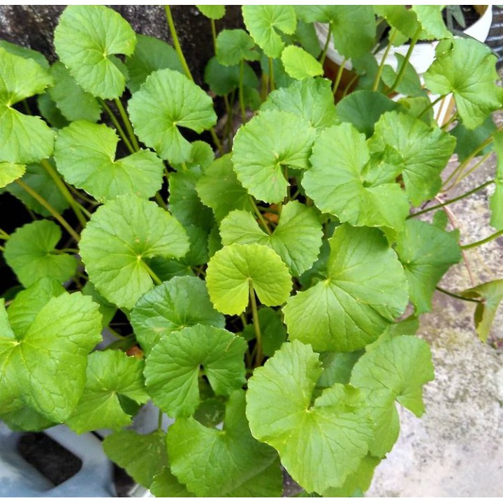 Pegaga Kampung ( ulam ) | Shopee Malaysia