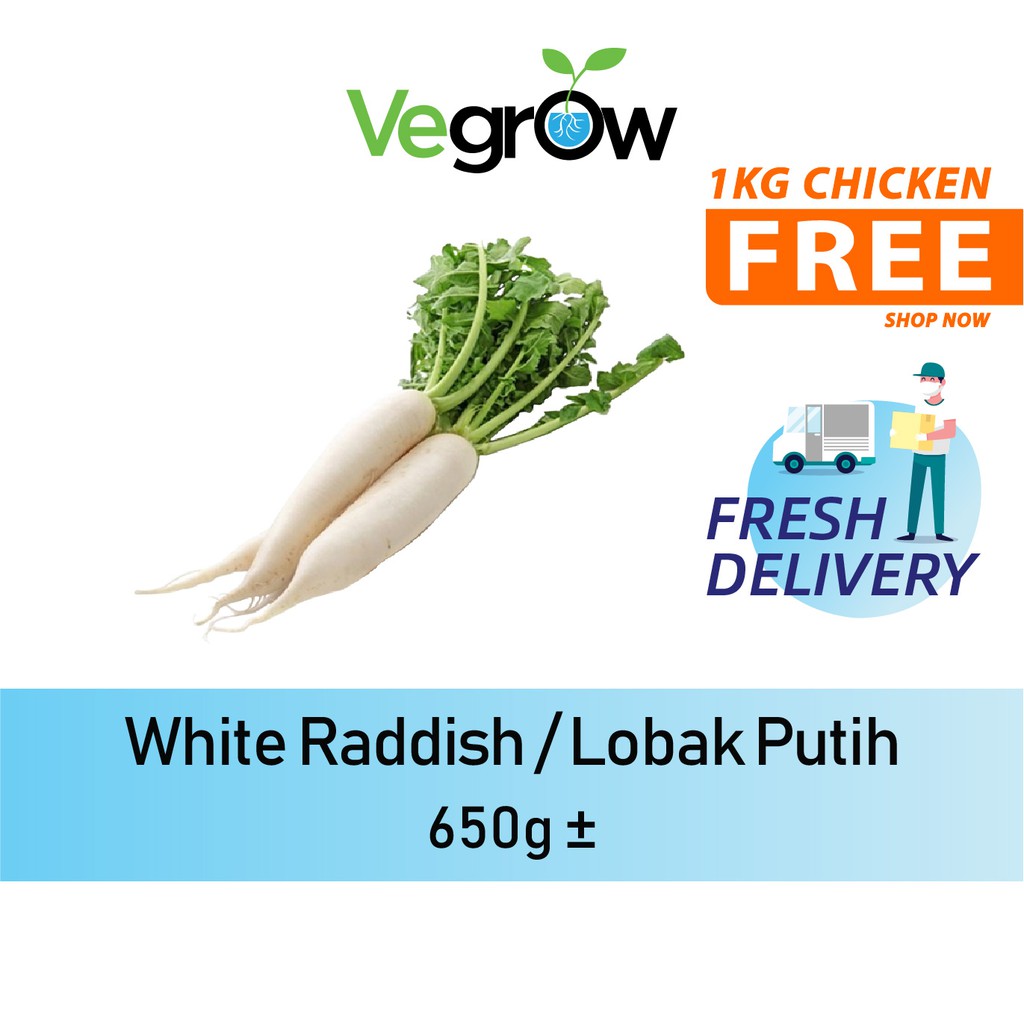 🔥FRESH 🔥White Raddish / Lobak Putih 650g +- | Shopee Malaysia