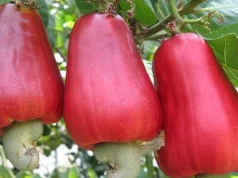 Anak Pokok Gajus Hibrid M23 Kahwin | Shopee Malaysia