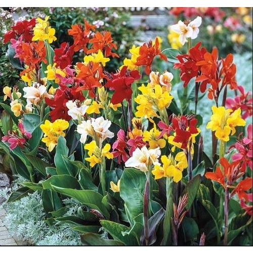 [READY STOCK🌷🌷VIRAL Pokok HidupTanaman Hias Bunga Tasbih atau Canna ...