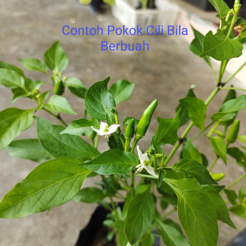 Anak Pokok Cili Kampung / Cili Api / Lada Burung ) | Shopee Malaysia